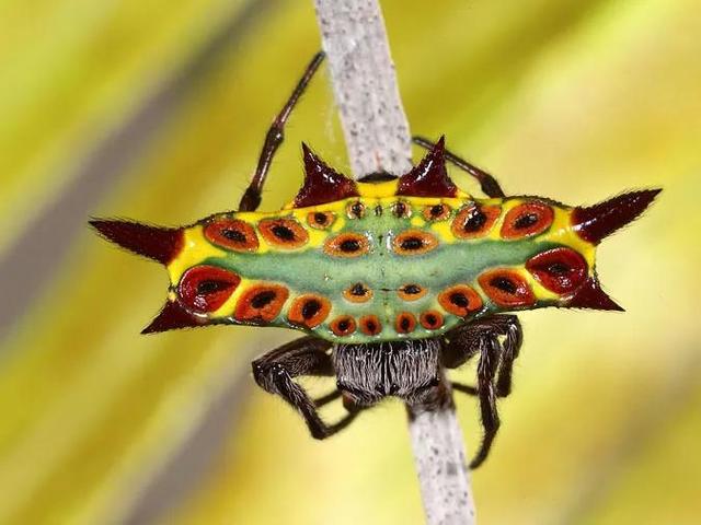 There are such fantastic horned spiders in the world ️ - iNEWS