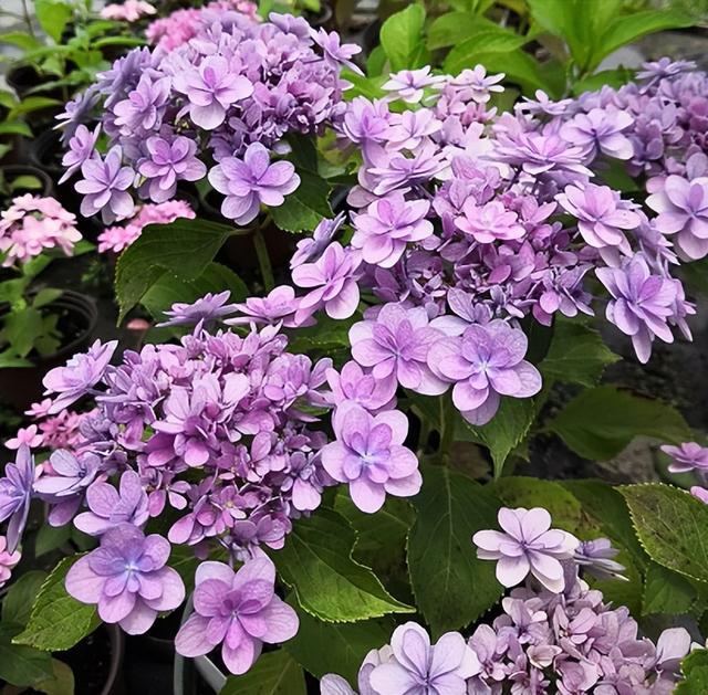 There are so many varieties of hydrangea, which hydrangea are the ...