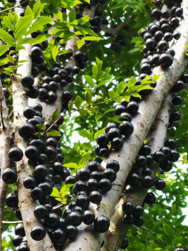 The taste is unique, sweet and juicy - Garbo fruit - iNEWS