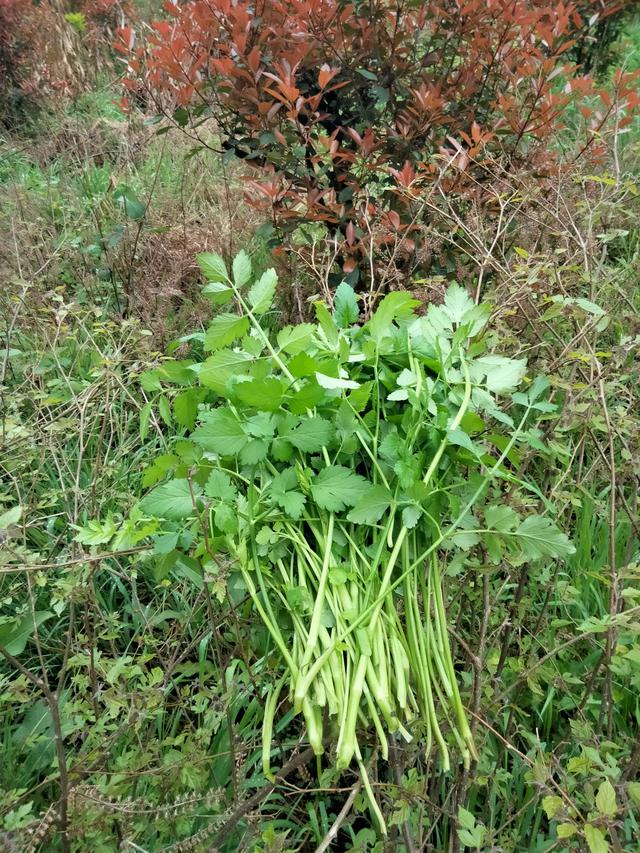 "Chu Tianshu: Changsha Water, Wuchang Fish..." - iNEWS