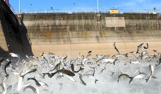 The truth behind the carp leaping over the dragon's gate: Why do you ...