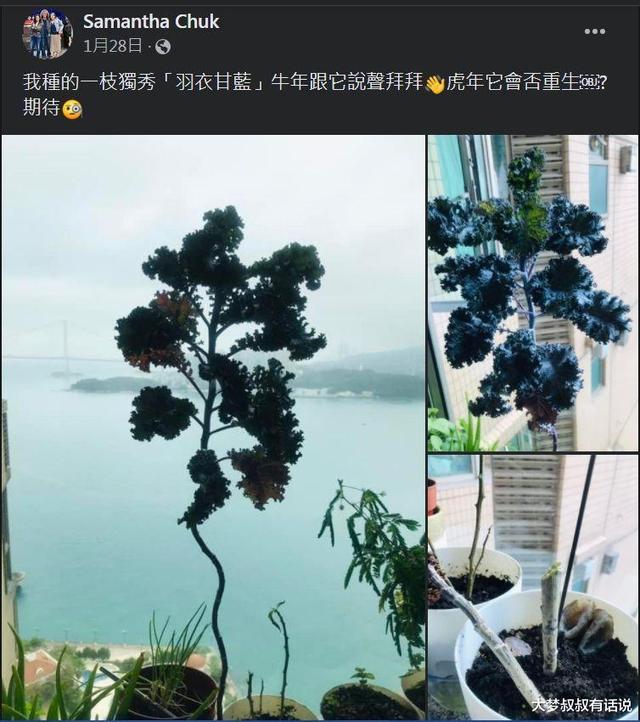 "God of Cookery" beauty reporter Zhu Wenjun dies of lung cancer ...