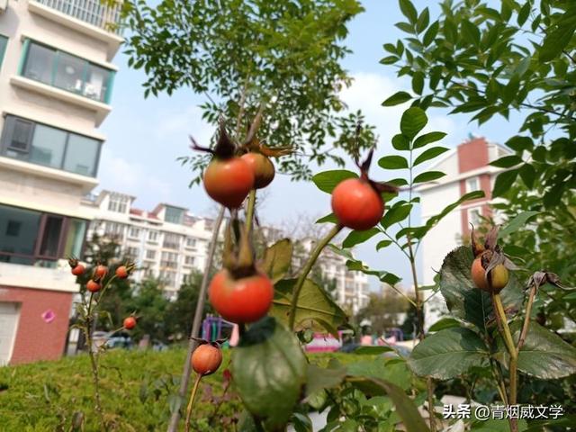 The same inscription (Five Words Pai Jiu) - iNEWS