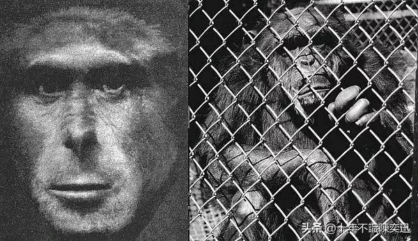 20th century chimpanzee hybridization experiment, 5 human women ...