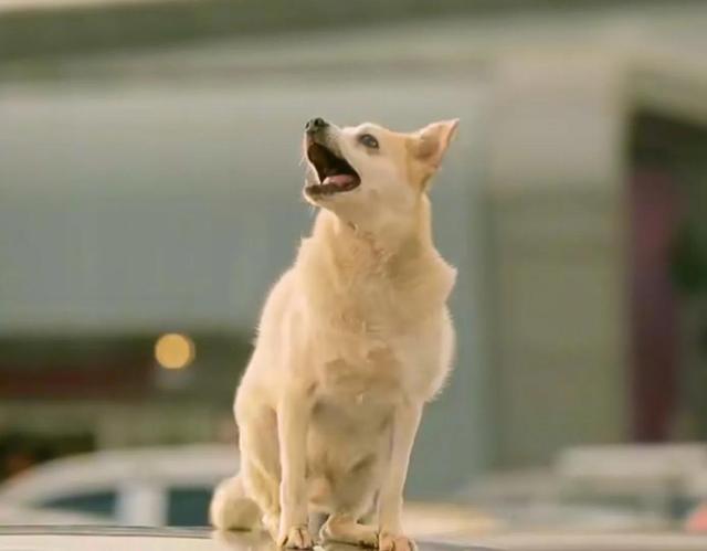 A stray dog who has a kindness to repay, give it a string of fish balls ...