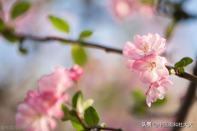 When Qi is sufficient, Yang is prosperous, and when Qi is weak, Yang is ...