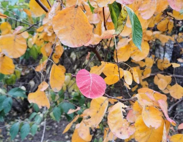 Why was Yuan Shikai deceived by a fake newspaper? - iNEWS