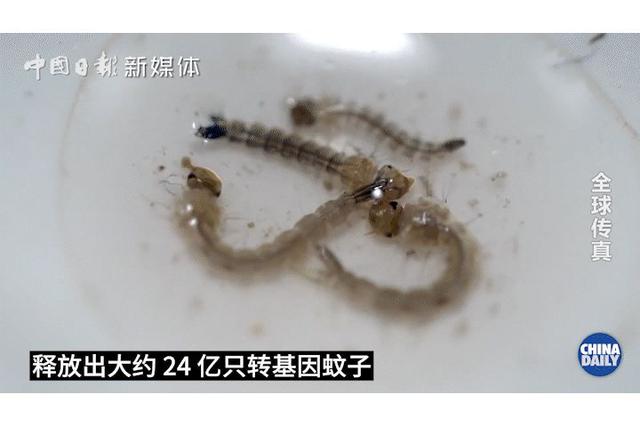 The US military has been exposed to modified insects and released 2.4 ...