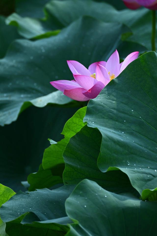 Burning lotus flowers emerge from the water (No. 118) - iNEWS