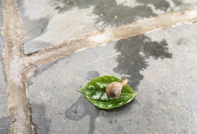 A rare little snail_flat snail - iNEWS