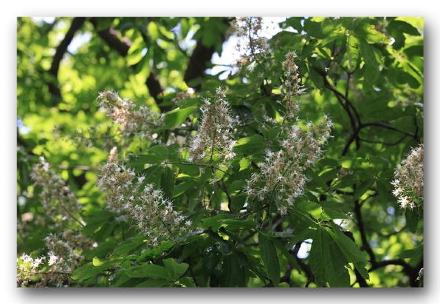 The thousand-year-old Sal tree blooms in Xiaowutai - iNEWS