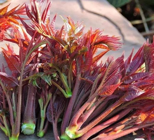 Qingming wild vegetables are at the right time, do you know all these ...