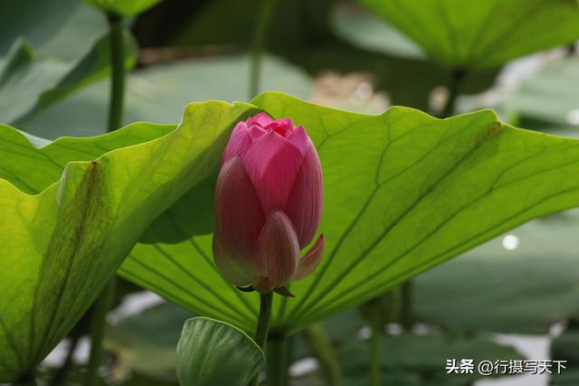 Civilian lens to shoot lotus - iNEWS