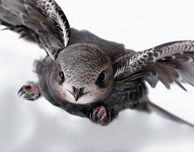 Swifts that fly and sleep are almost dead when they land. How do they reproduce? - iNEWS