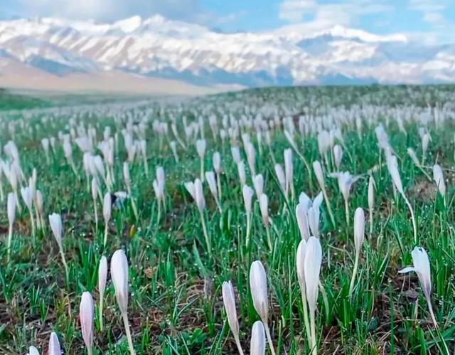 Tianshan Snowland Exotic Flower Top Ice Flower - iNEWS