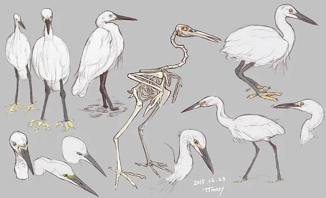 [Painting reference] The dynamic posture reference of various birds ...
