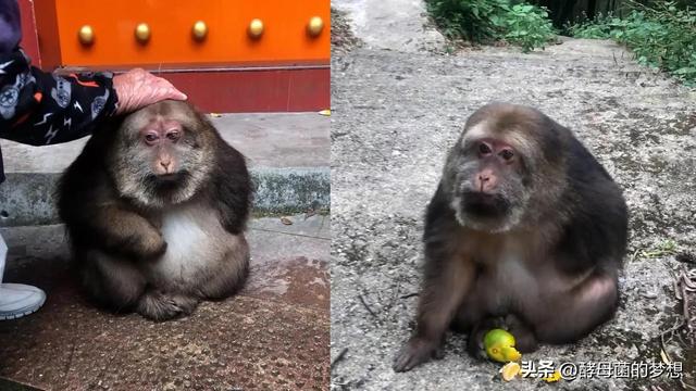 One-armed monkey "Xingxing" was stressed by onlookers, Shi Tai ...