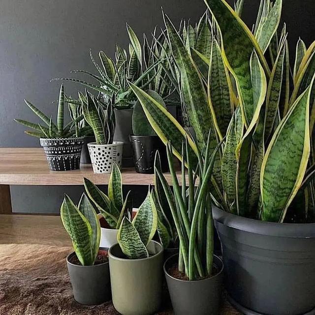 In autumn, the tiger Pilan has "three joys and three fears". If you ...