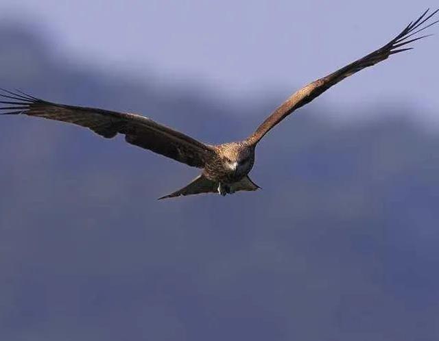 Goshawk strikes up to show the dawn——Deng Bin recalls the anti-Japanese ...