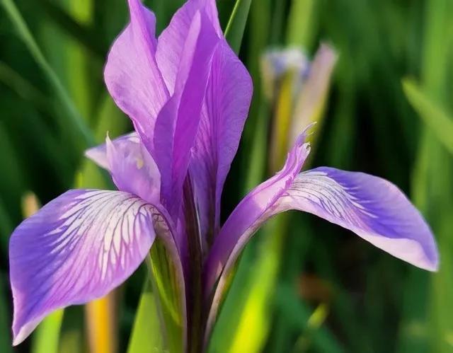 Malan flower, the "sacred grass" that is not afraid of wind and rain ...