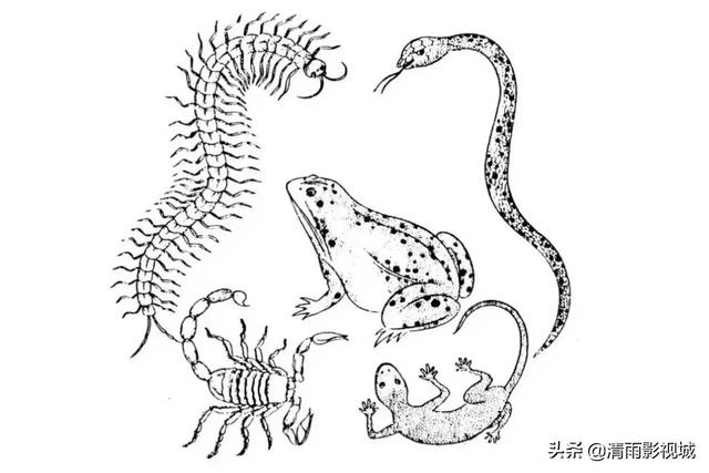 Why are chickens said to be the natural enemy of centipedes? - iNEWS