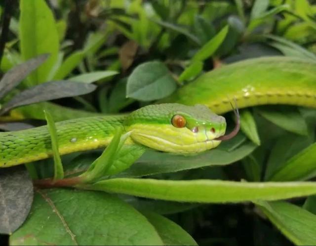 Take you to know the Chinese poisonous snake Zhu Yeqing correctly - iNEWS