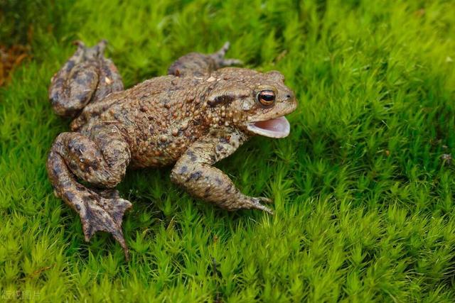 Turn decay into magic, the legendary story of a dead toad - iNEWS