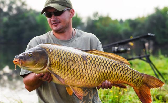 The United States has changed the English name of Asian carp, and the ...