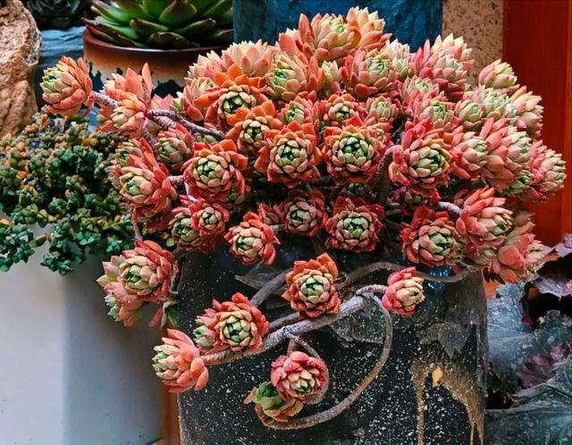 People who like flowers must be gentle, and people who are gentle must ...