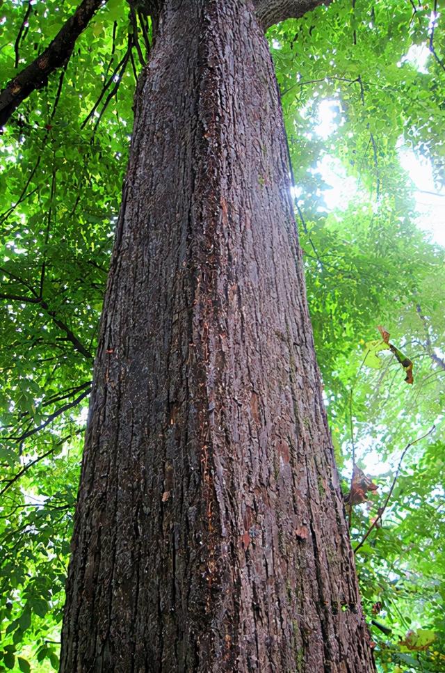 The square purple linden tree in Nanzhao Mountain in Dongfeng, Chen ...