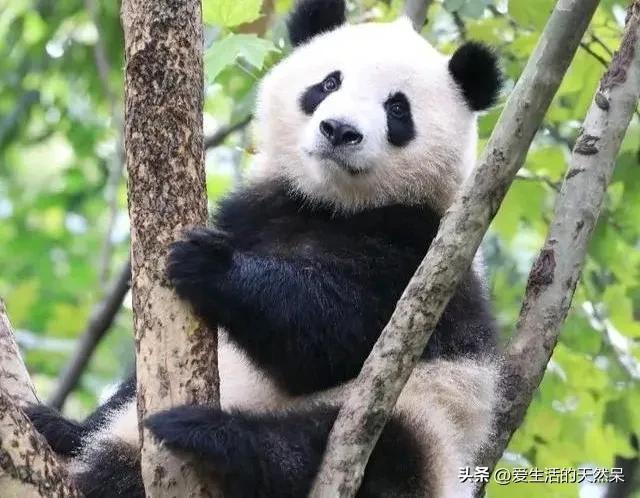 Giant panda Yaya arrives at Shanghai International Airport after her 20 ...