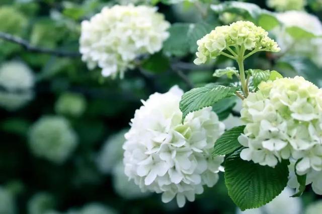 Tens of thousands of hydrangeas bloom amazingly!These places in Kunming ...