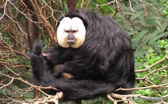 Sacred monkeys have been extinct for 80 years, and now they suddenly ...