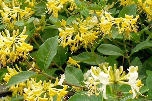 Maintaining honeysuckle in spring, mastering the "4 more" principles ...