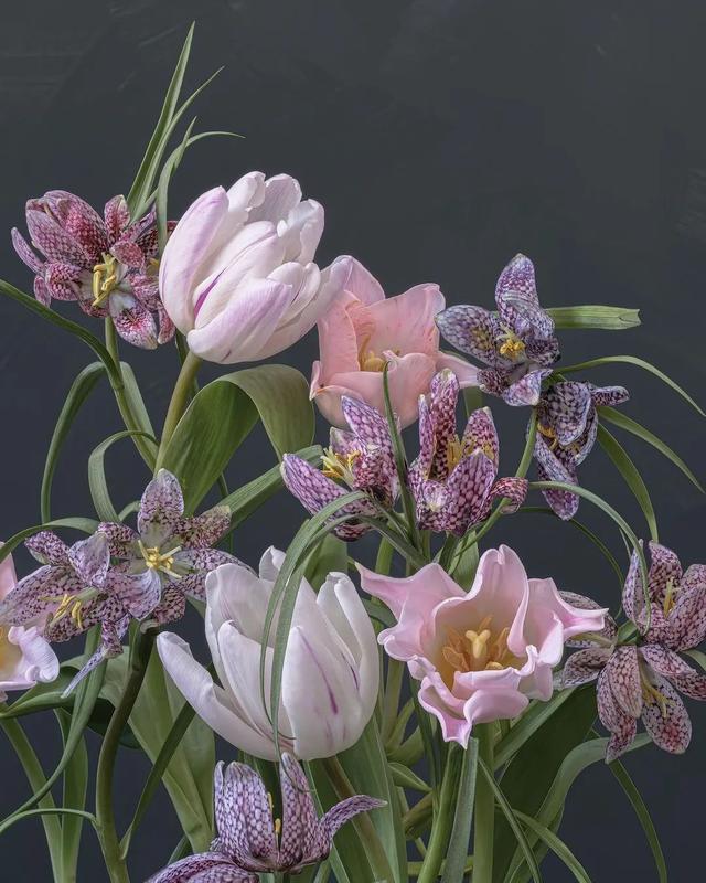 Countless flowers, countless beauty - iNEWS