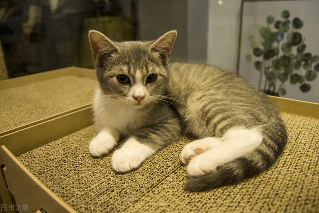 Cat mouth fester, what is going on - iNEWS