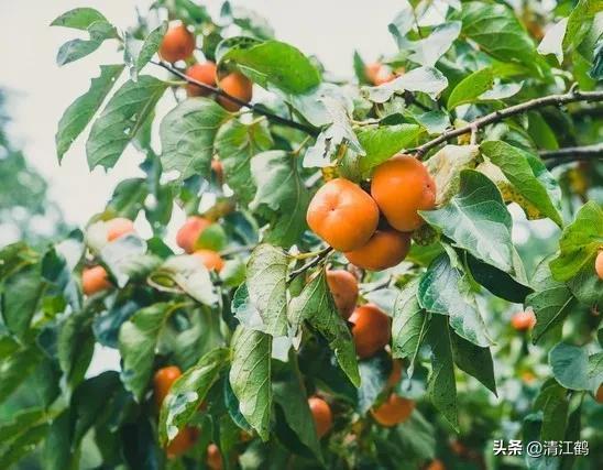 Delicious black persimmons, a mouthful of honey pours into the heart ...