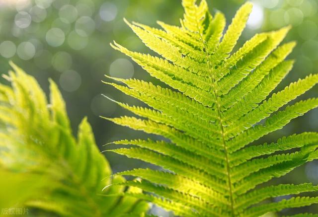 Phoenix fern - iNEWS
