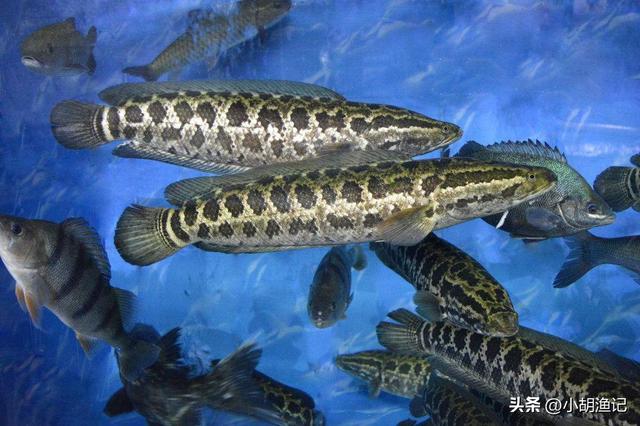 The sorrow of the black fish! Although he has the fierce reputation of ...