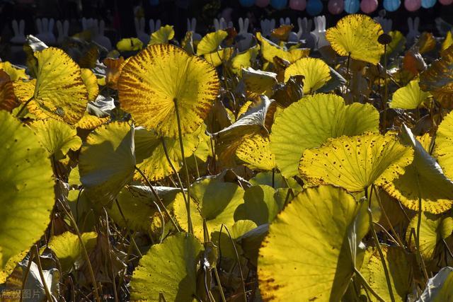 Autumn Dream in Old Summer Palace (Original) - iNEWS