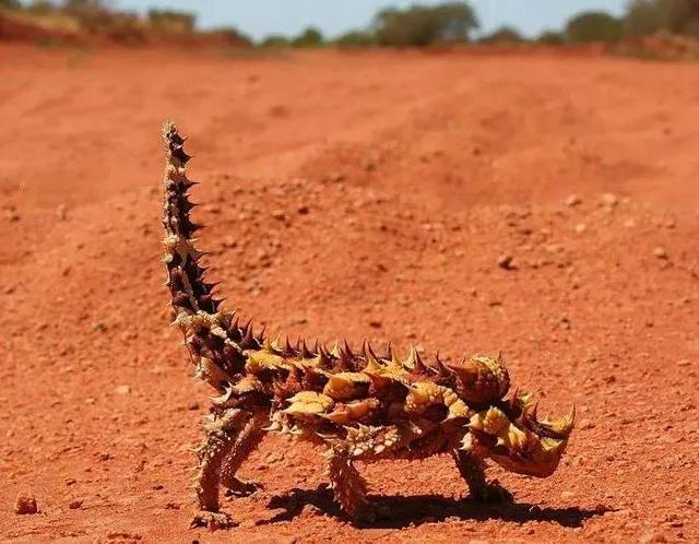 11 Weird Desert Animals - iNEWS