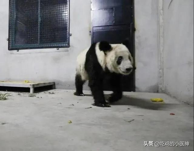 The giant panda Yaya has finally returned to China, and I hope that ...