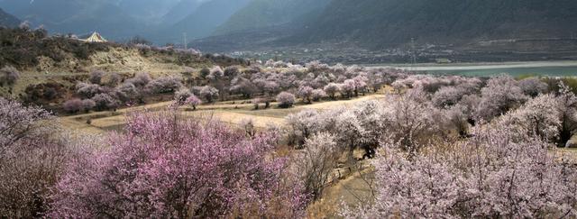 Emperor Wu of Jin Dynasty Sima Yan enriched the harem - iNEWS