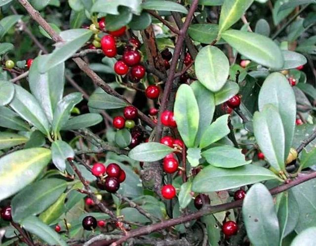 A plant in the wild is commonly known as "sour vine fruit", its fruit ...