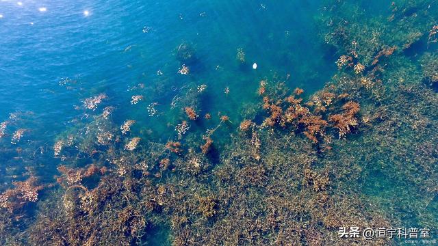 Miracles in the Ocean: The Exploration and Protection of the Sargasso ...