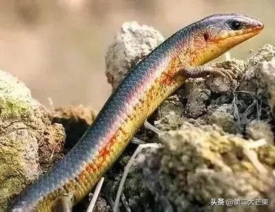 Four-legged snake, is that what everyone calls it? - iNEWS