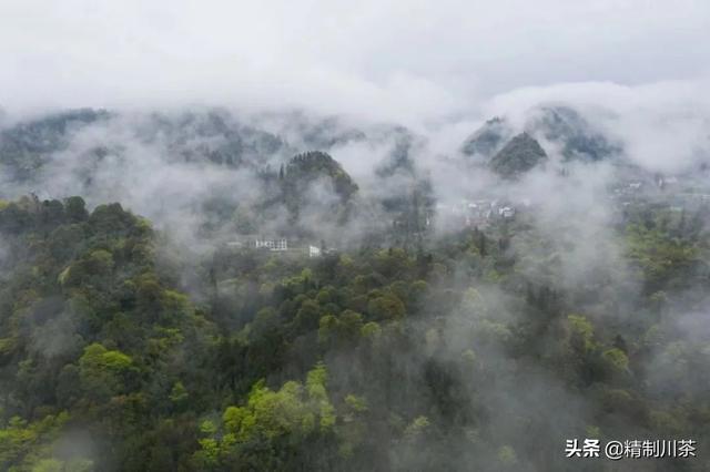 The most beautiful April tea in the world - iNEWS