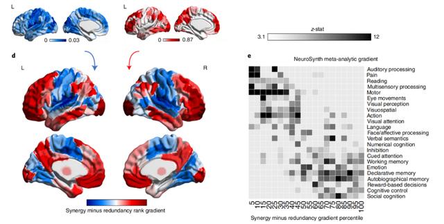 Why are humans so smart?Because the human brain is better at ...