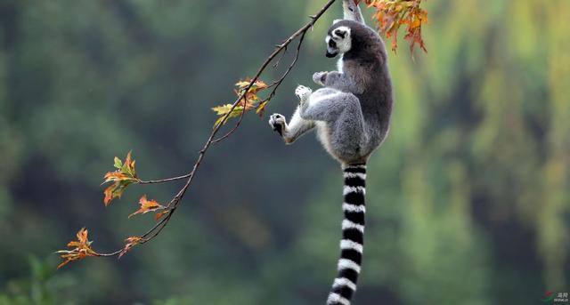 What is the vocal communication mechanism of primates and how do they ...