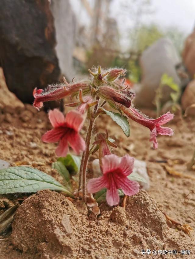 Tanglue Baicao Garden—Rehmannia glutinosa blooming, aquatic wood - iNEWS